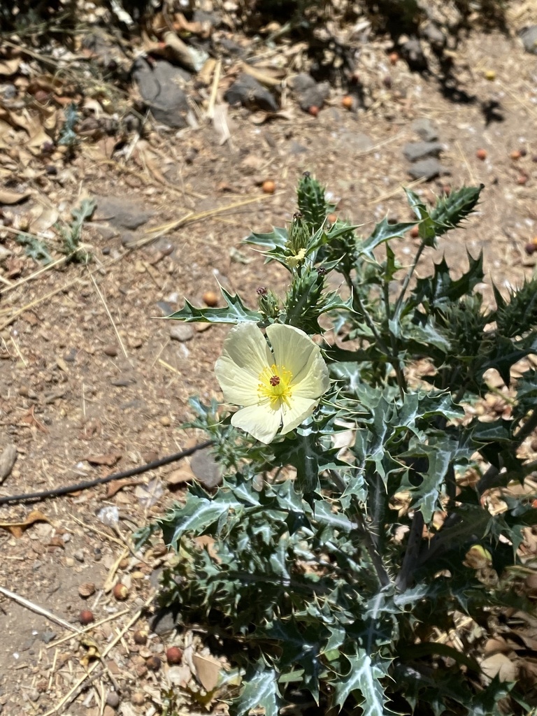 Mexican Poppy from Avenida Inglaterra, Guadalajara, JAL, MX on March 23 ...