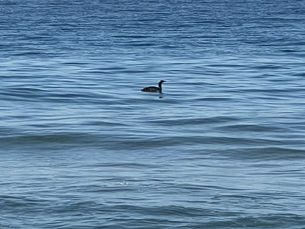 Pacific Loon from Dockweiler State Beach, Los Angeles, CA, US on March ...