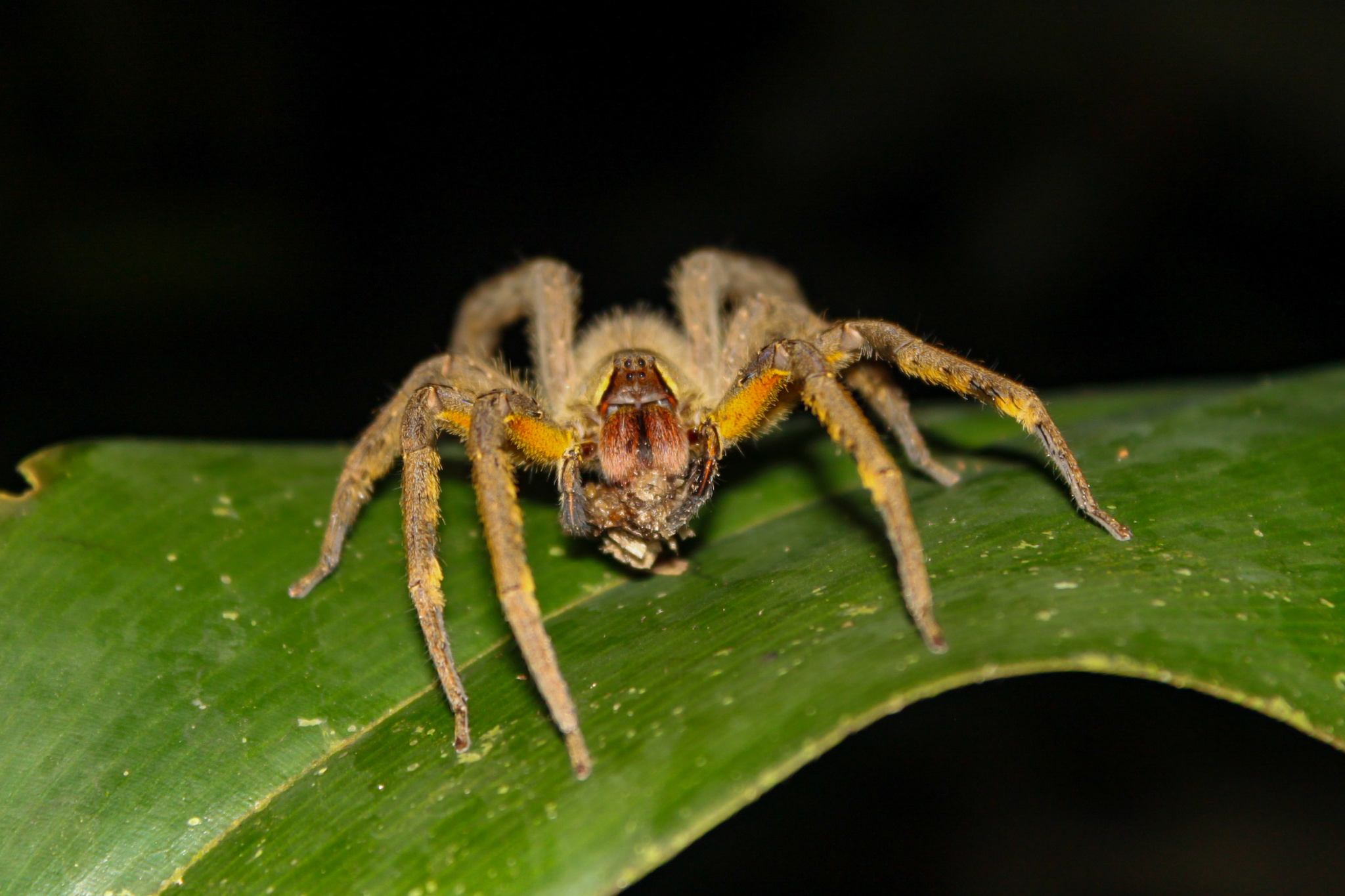 Phoneutria boliviensis (F.O.Pickard-Cambridge, 1897)