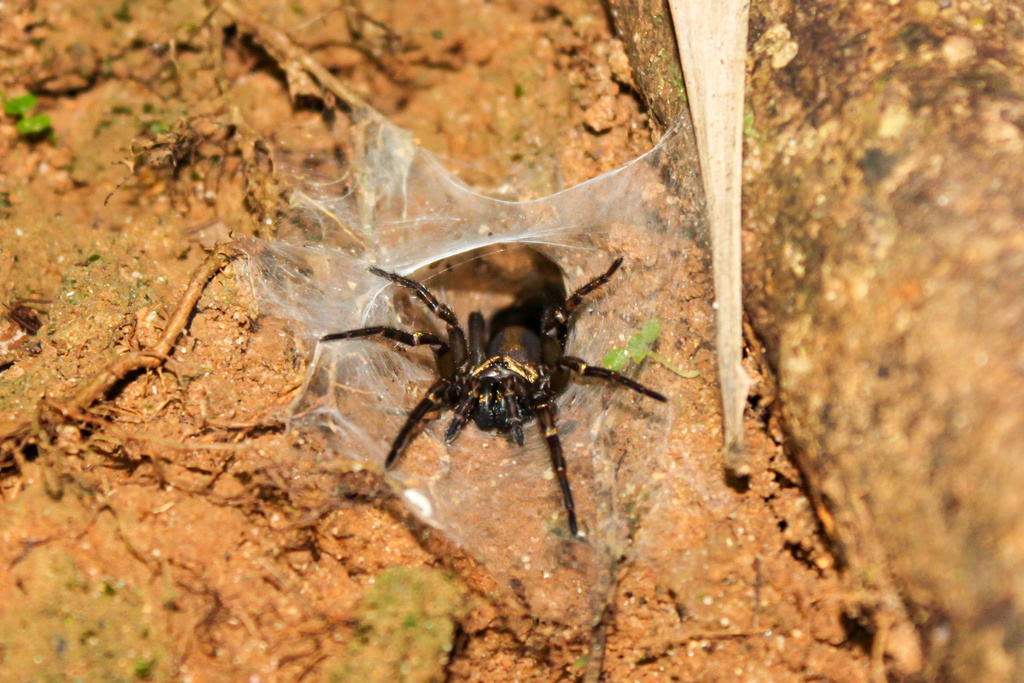 Goldeneye Wafer-lid Spiders from Madre de Dios, PE on January 13, 2022 ...