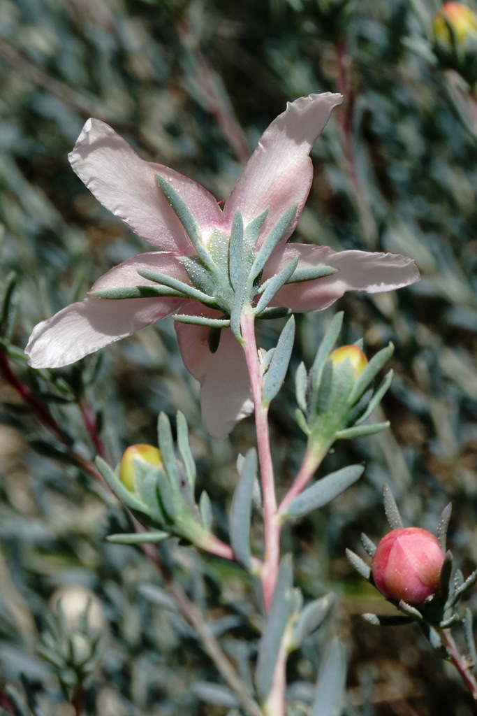 (Reaumuria alternifolia) - Botanical Realm
