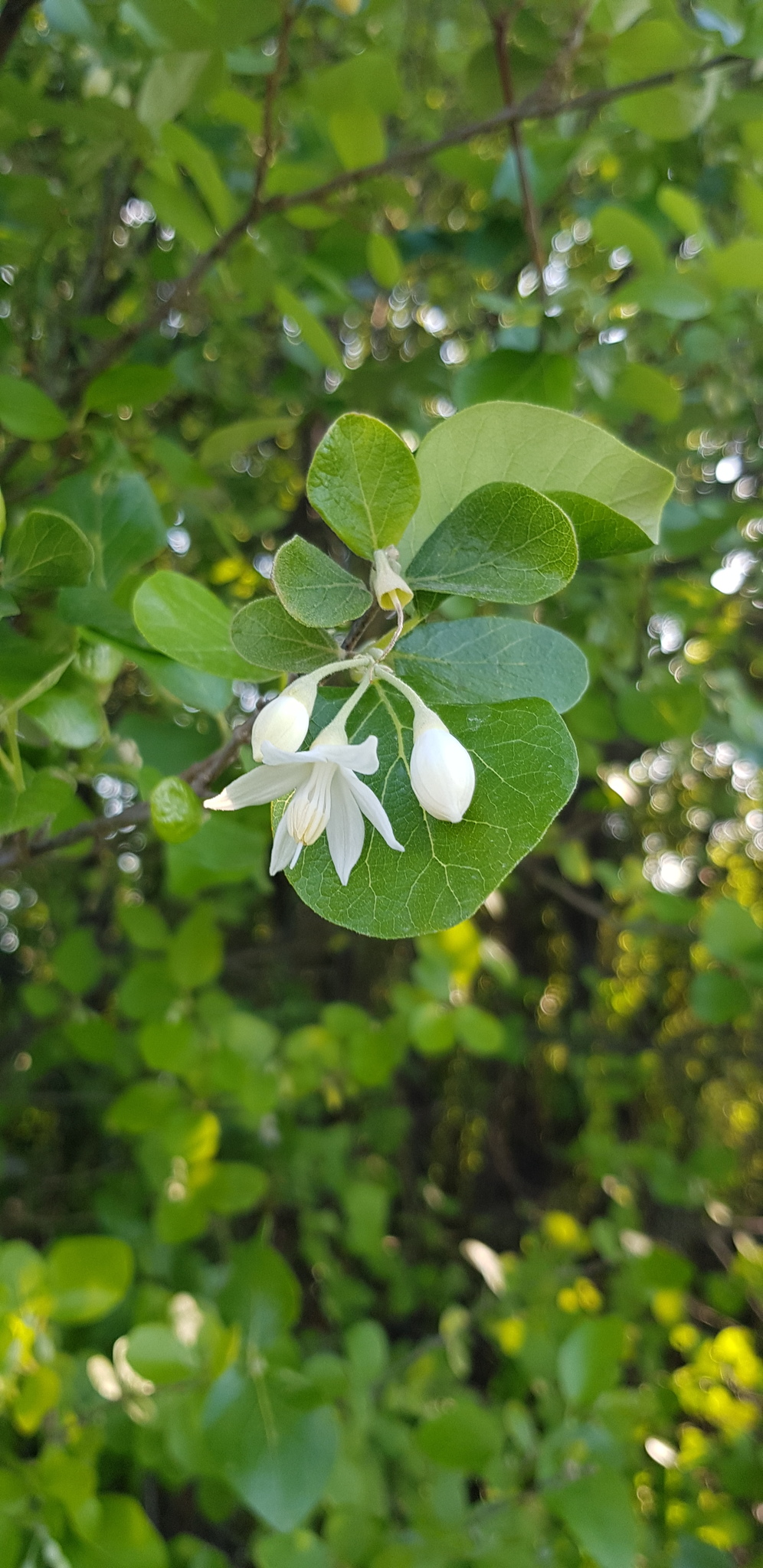 Styrax officinalis L.