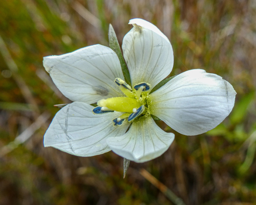 dwarf gentians from Walls of Jerusalem, Meander Valley, Tasmania ...