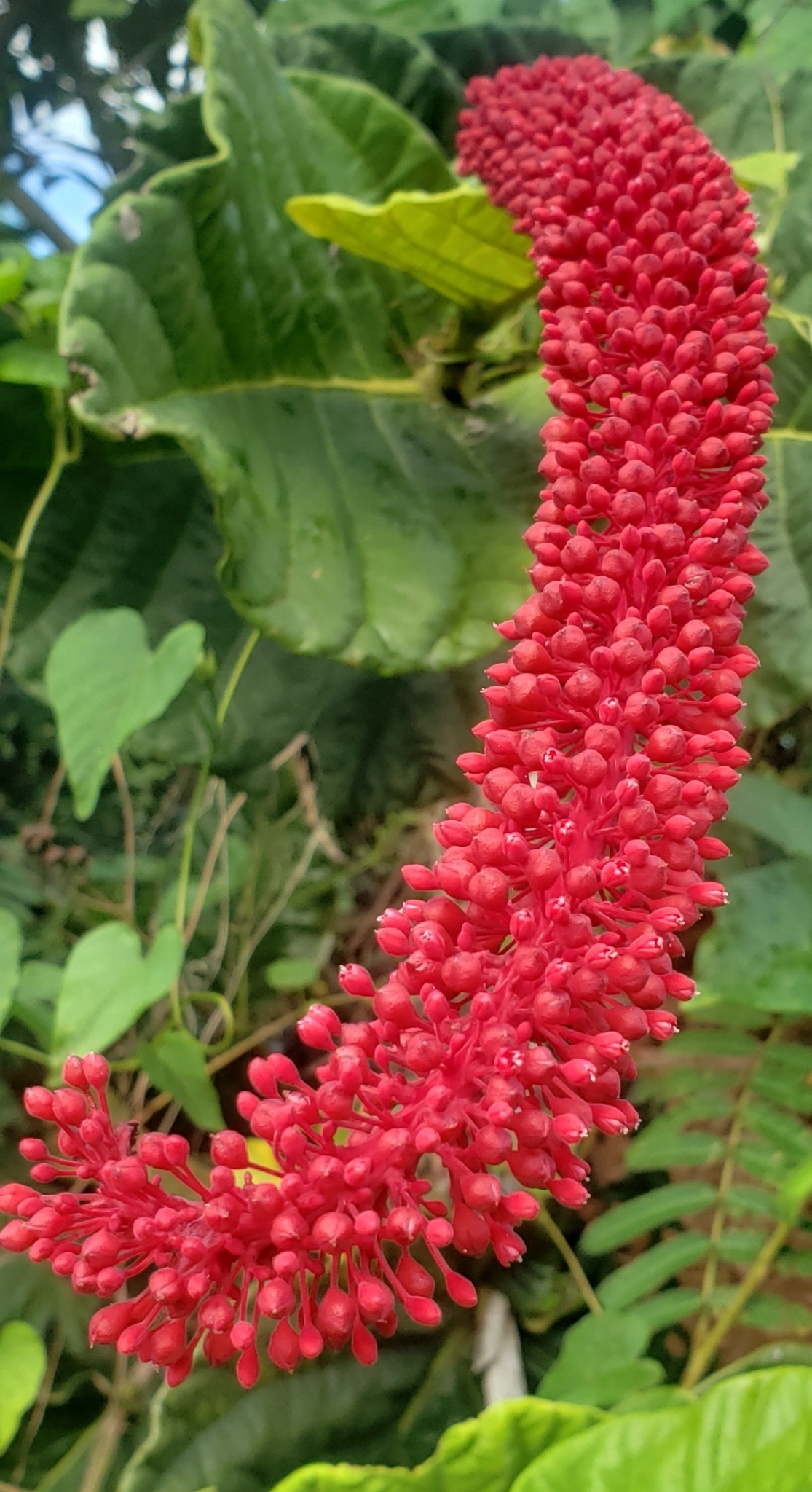 Coccoloba rugosa Desf.