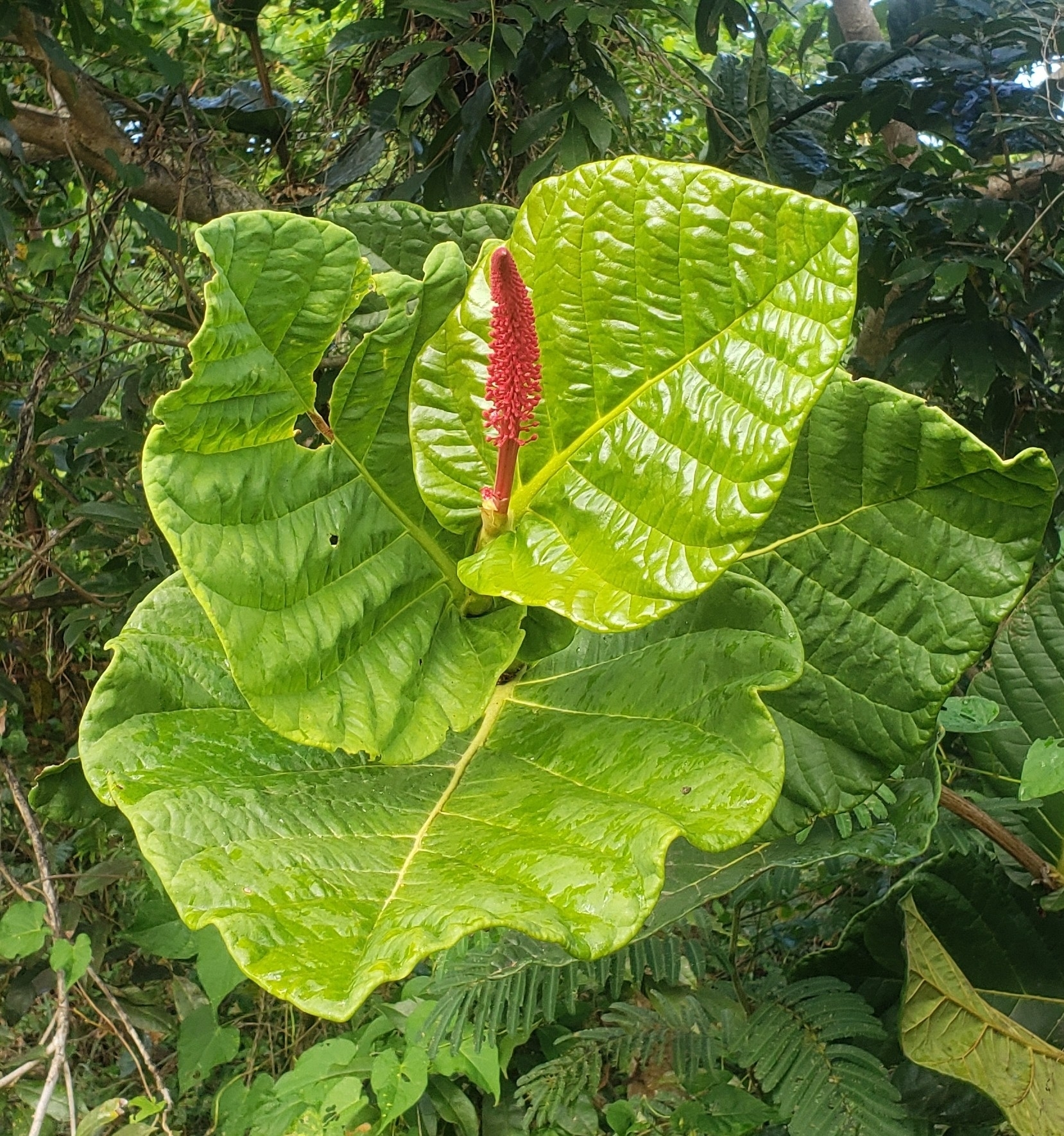 Coccoloba rugosa Desf.