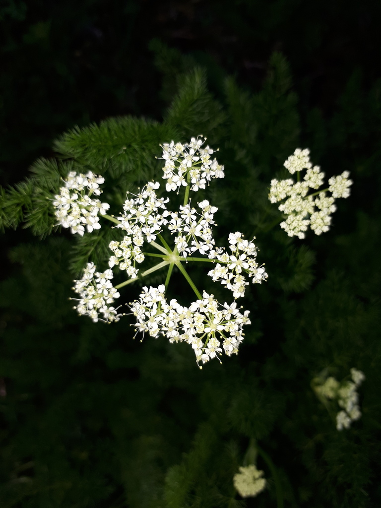 Spignel (Meum athamanticum) - Botanical Realm