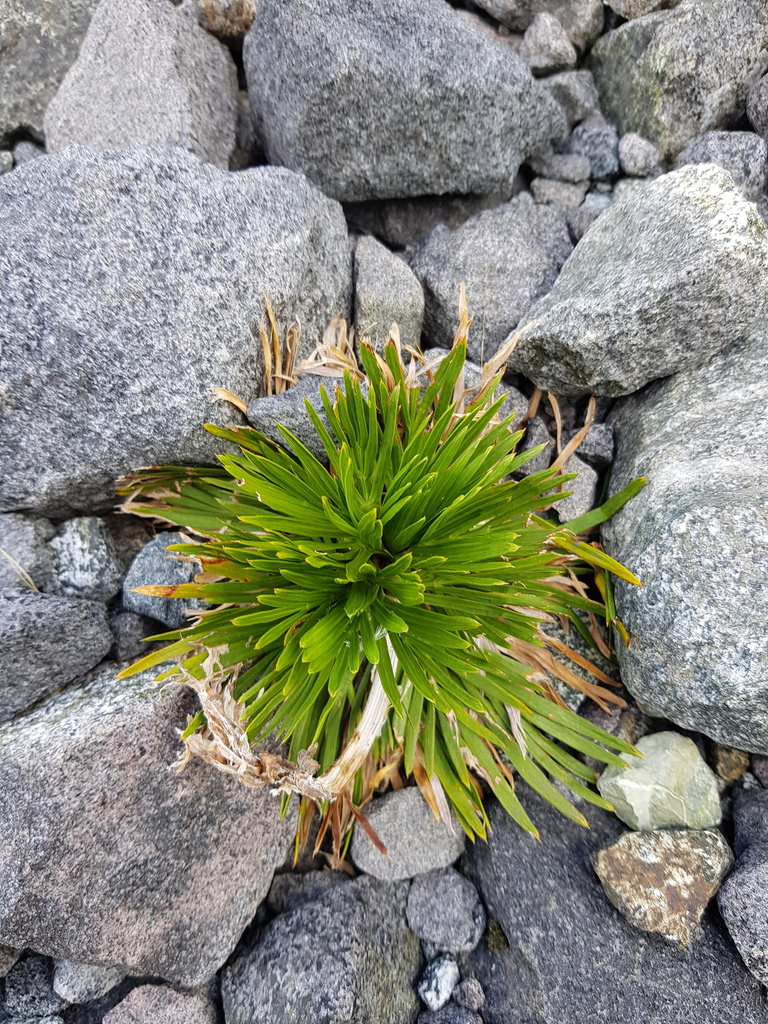 Aciphylla congesta in March 2022 by Simon · iNaturalist