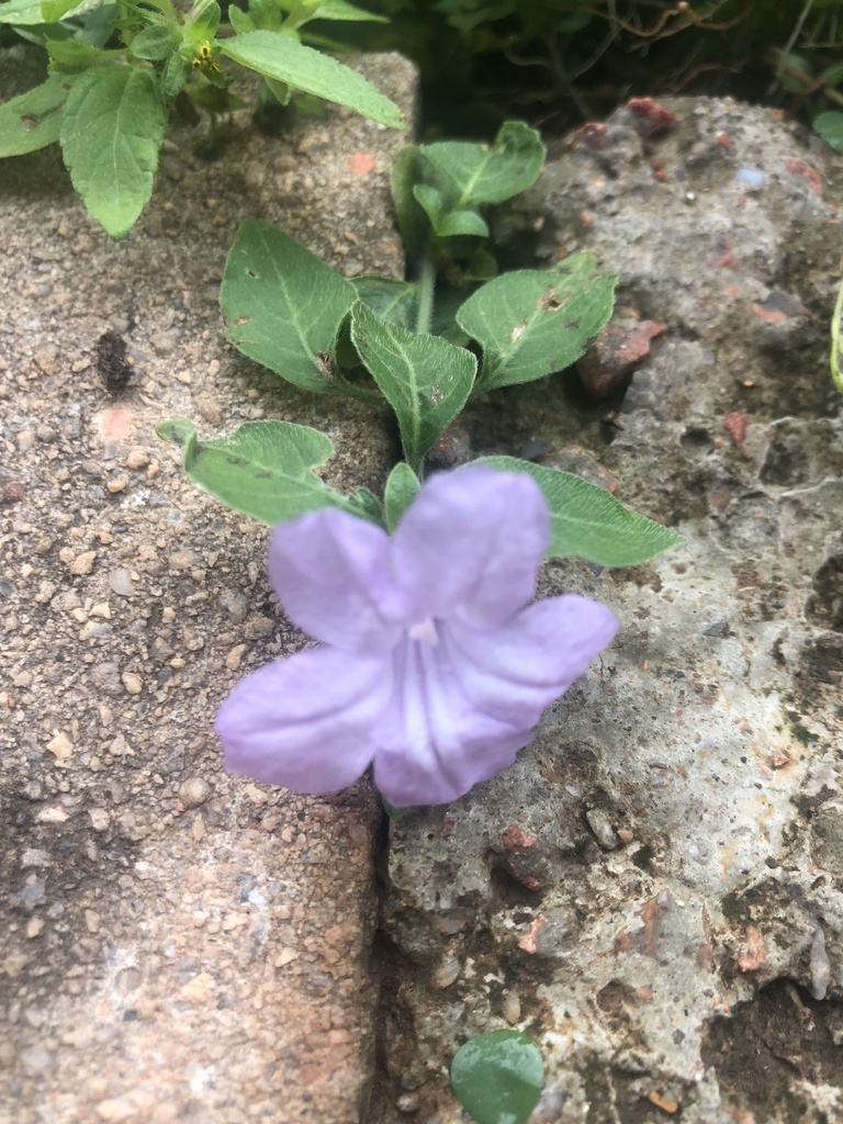 Prostrated Ruellia from Land St, Rocky Point, QLD, AU on March 23, 2022 ...