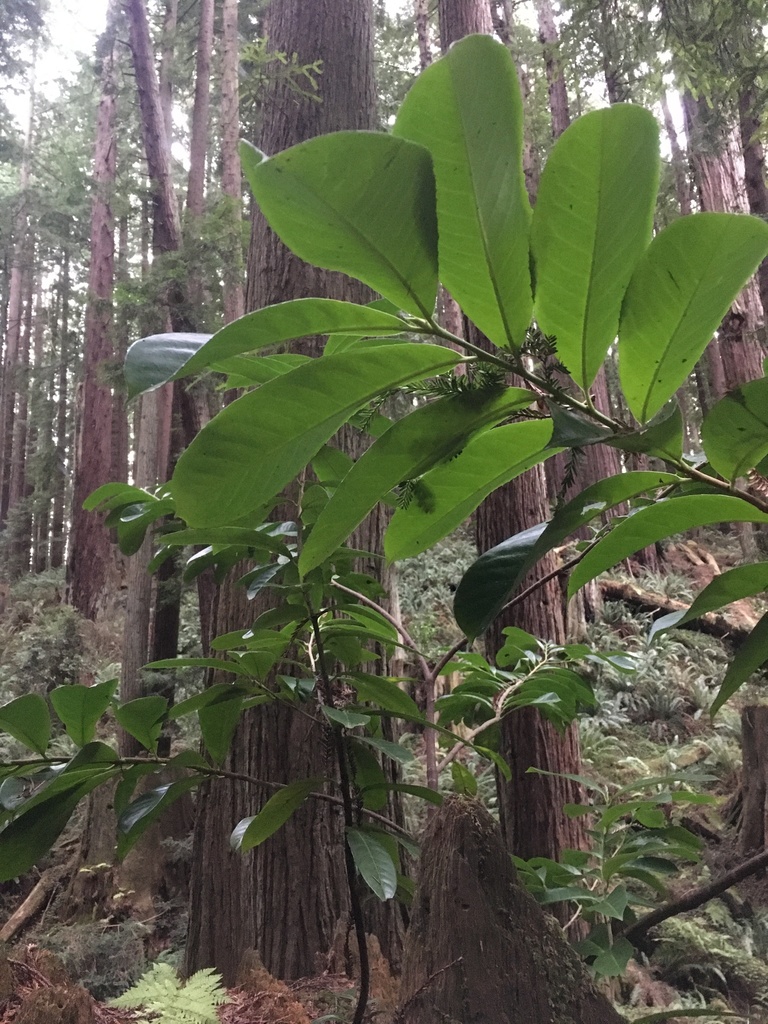 flowering plants from Arcata Community Forest, Arcata, CA, US on March ...