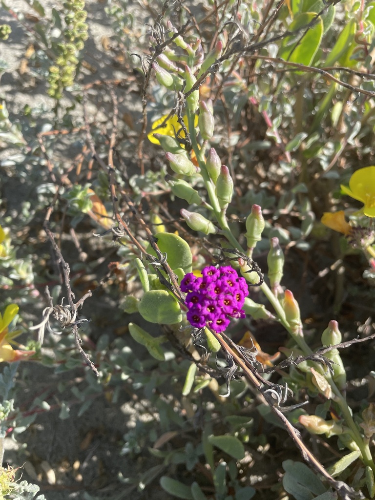 red sand-verbena in March 2022 by Jim Riley · iNaturalist