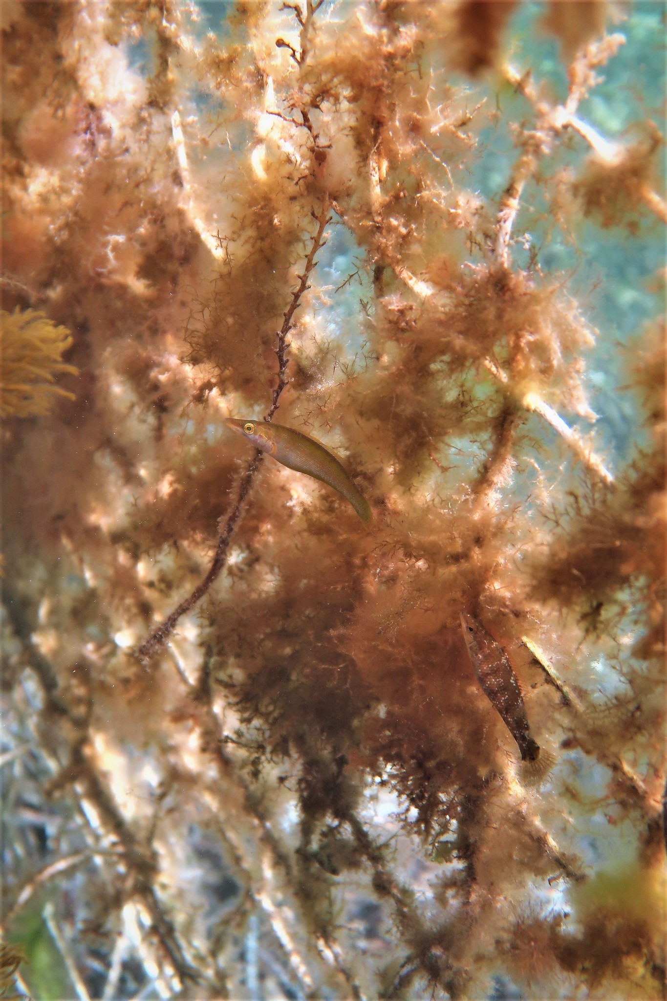 Haletta semifasciata (Valenciennes, 1840)