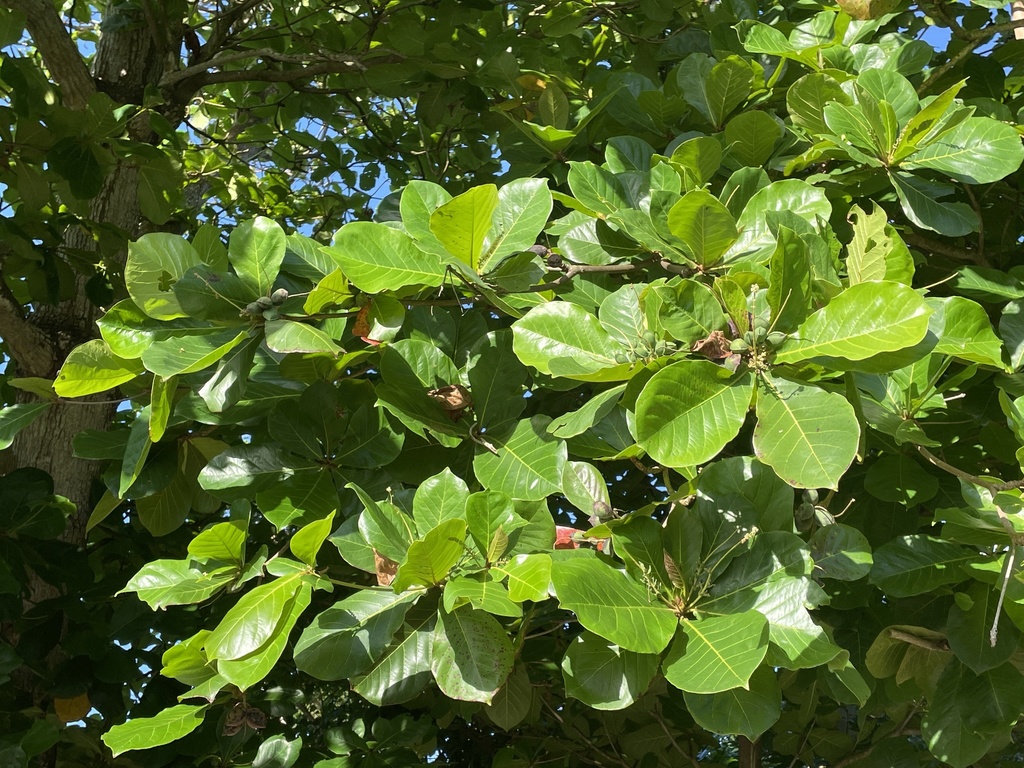 Sea Almond from Puerto Rico, Vega Baja, Puerto Rico, US on March 23 ...