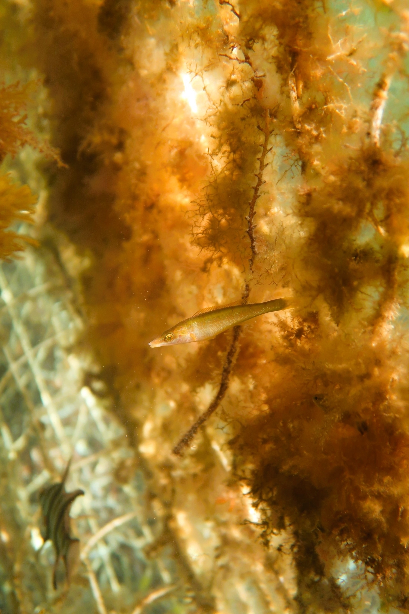 Haletta semifasciata (Valenciennes, 1840)