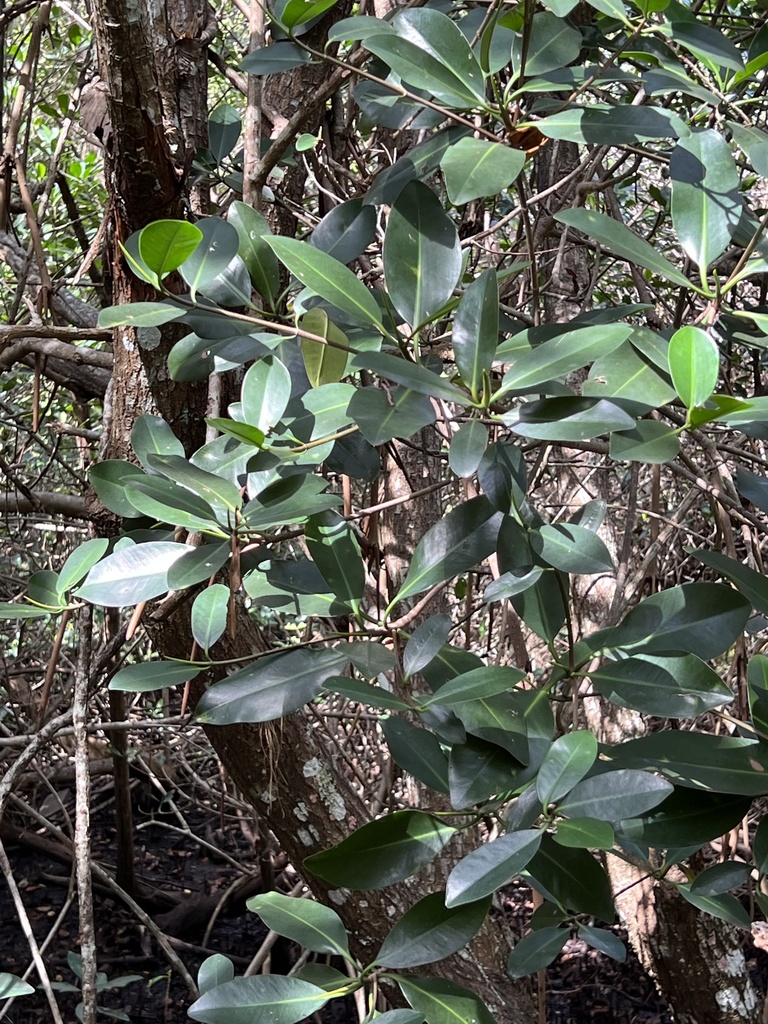 red mangrove from S Kanner Hwy, Stuart, FL, US on March 23, 2022 at 03: ...