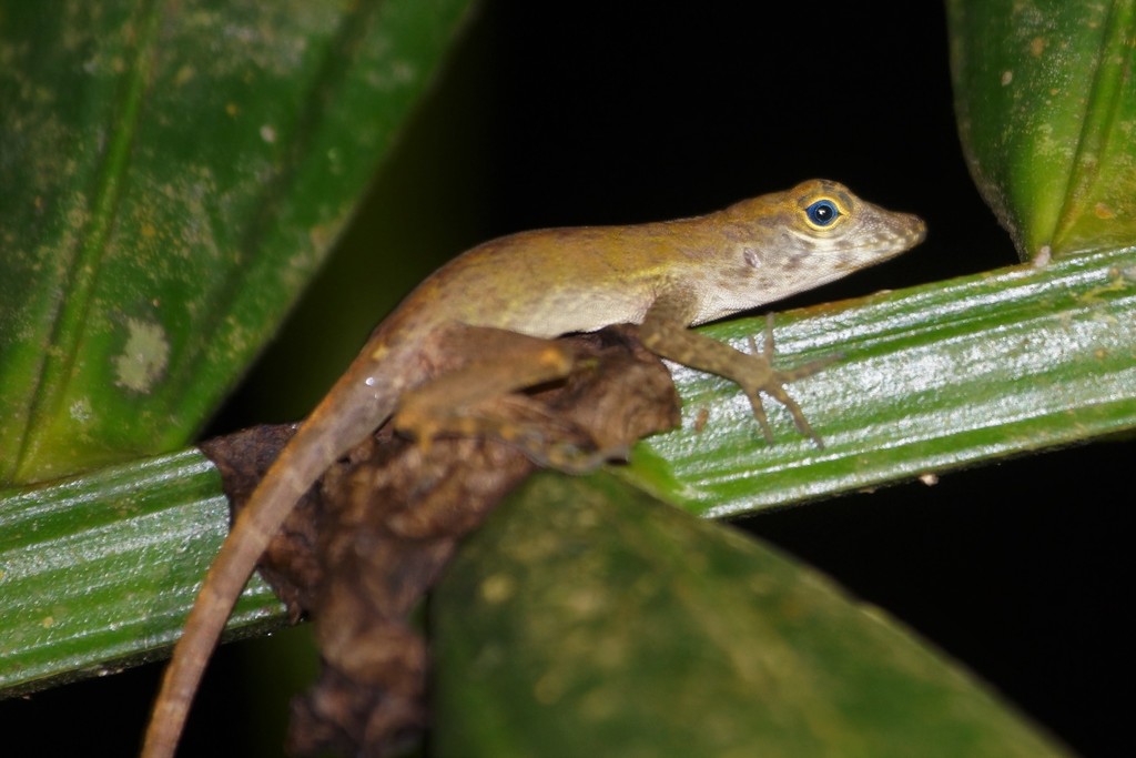 Gundlach’s Anole from Mameyes II, Río Grande 00745, Puerto Rico on ...