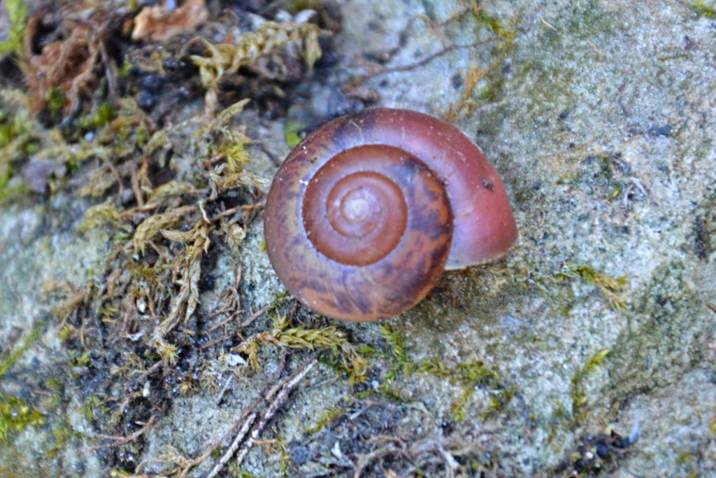 Helicoid Land Snails from 293 07 Hrdlořezy, Česko on March 23, 2022 at ...