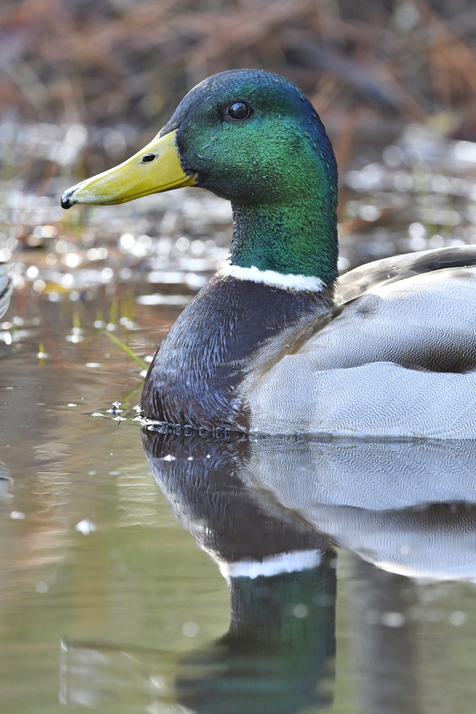 Mallard from Dorchester County, MD, USA on March 19, 2022 at 03:26 PM ...