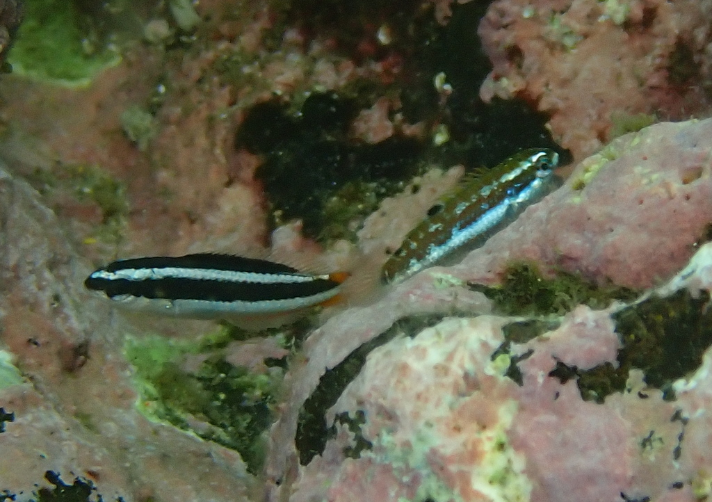 Moon Wrasse from 1 Bower Ln, Manly NSW 2095, Australia on March 23 ...