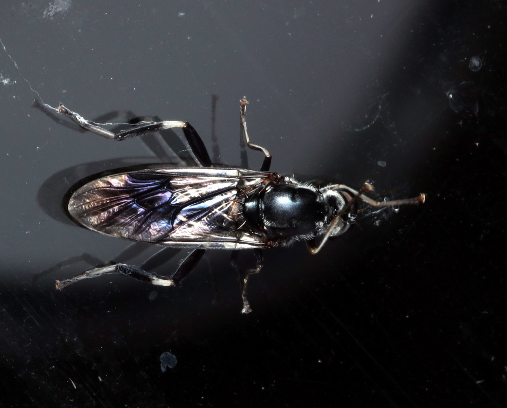Garden soldier fly in February 2022 by juliegraham173 · iNaturalist