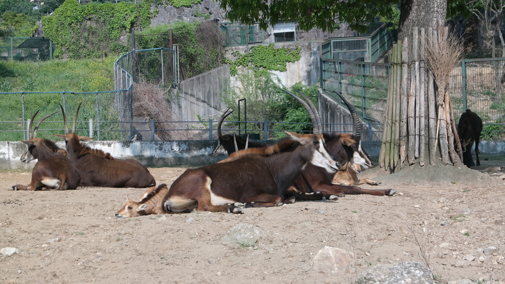 Sable Antelope (A little Amazing world in Seoul, South korea) · iNaturalist