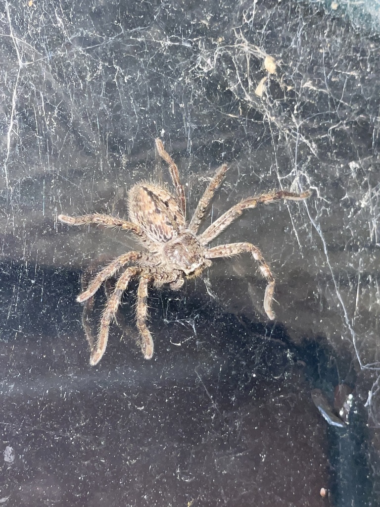 Victorian Huntsman Spider from William St, Koo Wee Rup, VIC, AU on ...
