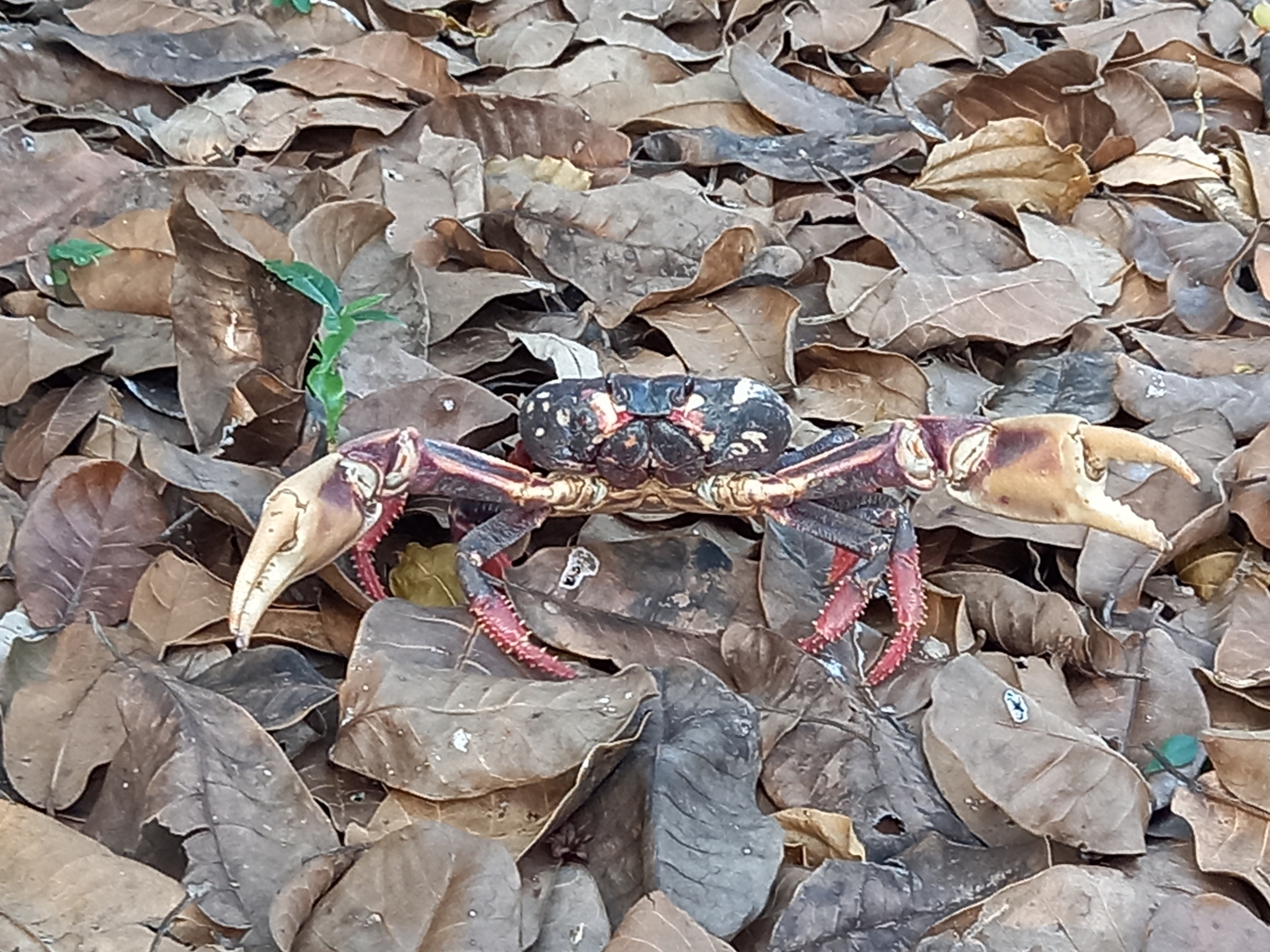 Gecarcinus ruricola (Linnaeus, 1758)