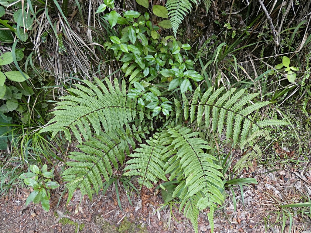 Lime Fern from Tasman District, Tasman, New Zealand on March 19, 2022 ...
