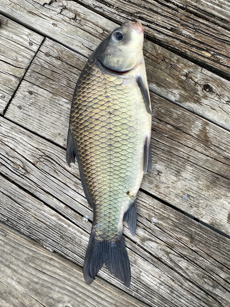 Smallmouth Buffalo from Chickasaw, AL, US on February 26, 2022 at 12:53 ...