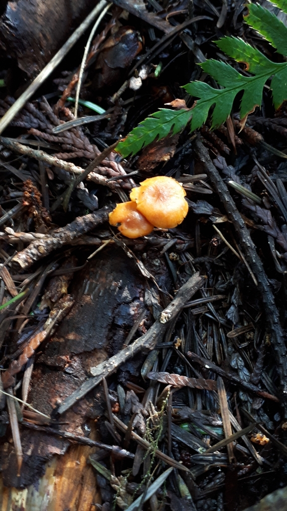 Heimiomyces fulvipes from Capital, CA-BC, CA on March 23, 2022 at 03:22 ...