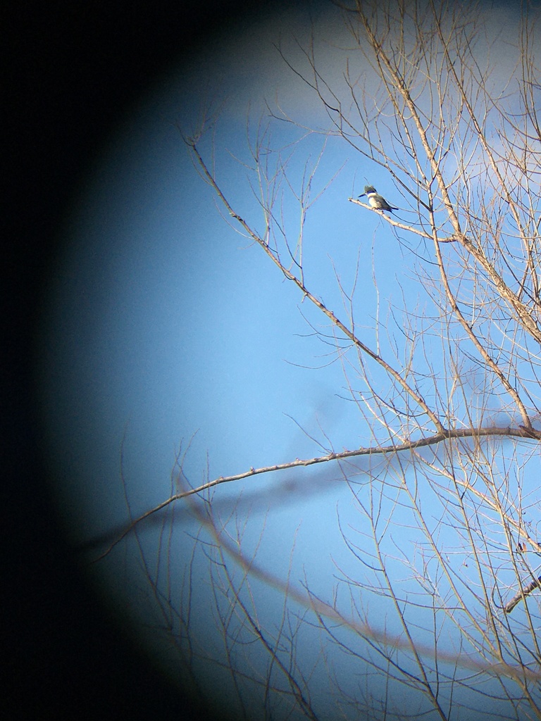 Belted Kingfisher from Blackhawk Park, Logan, UT, US on March 21, 2022 ...