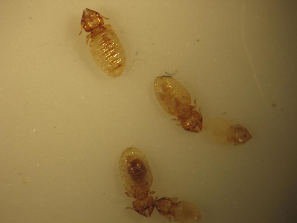 cat biting louse from Landcare Research, Hamilton on May 22, 2018 by ...