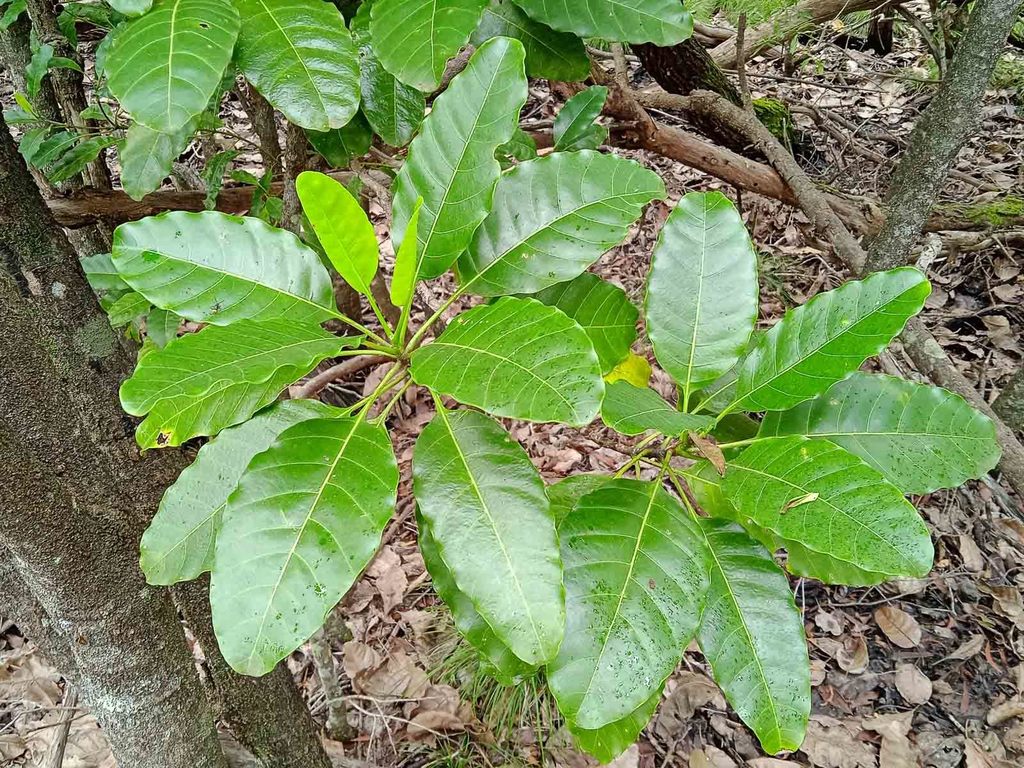 (Alstonia) - Botanical Realm