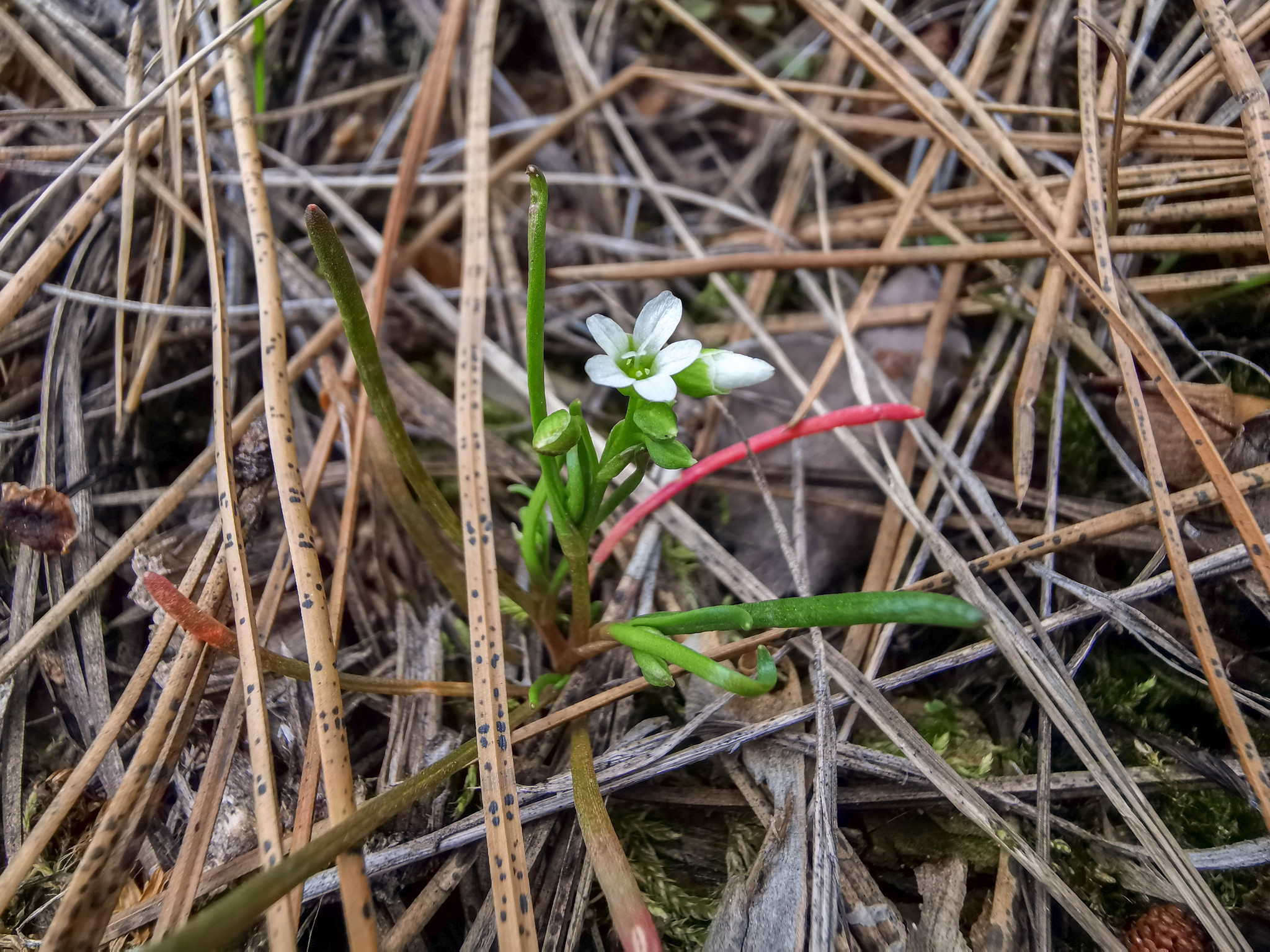Montia linearis (Douglas ex Hook.) Greene