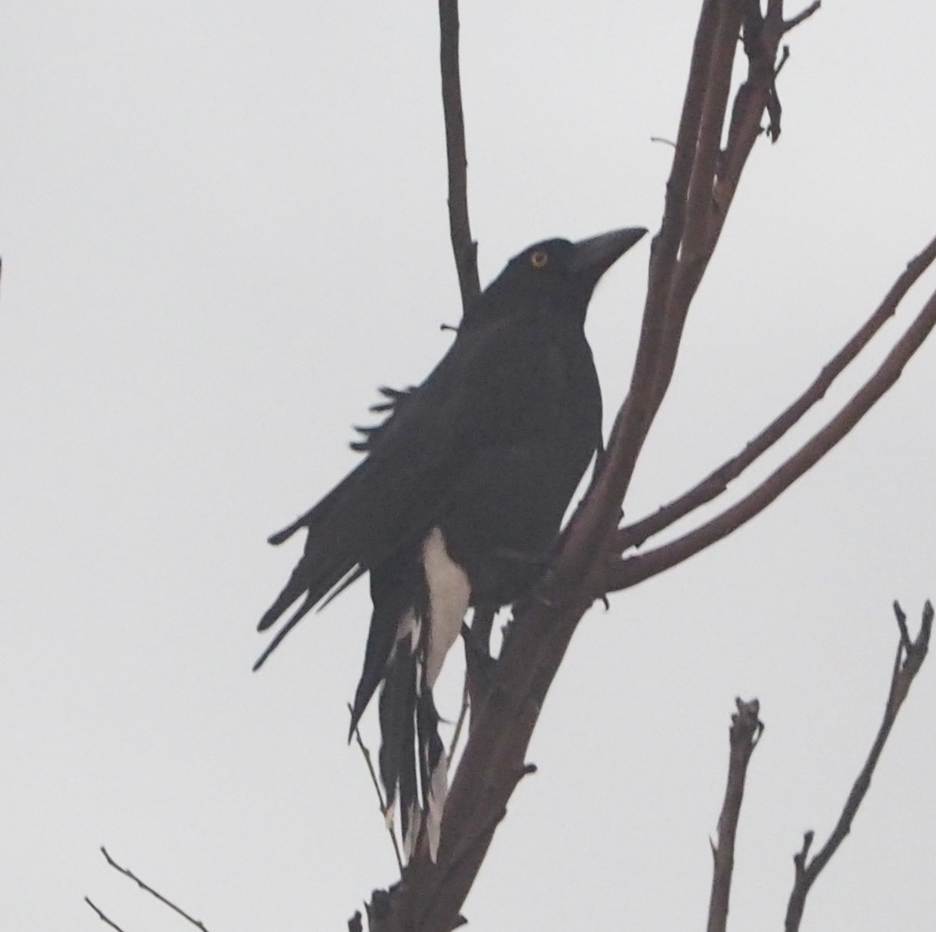 Pied Currawong from Currarong NSW 2540, Australia on February 23, 2022 ...