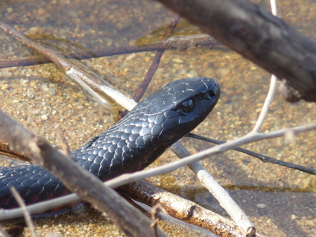 Red-bellied Black Snake from Bega NSW 2550, Australia on March 24, 2022 ...