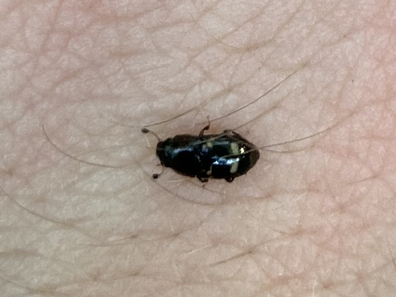 Four-spotted Sap Beetle from Walnut Ridge Cabin on July 17, 2021 at 06: ...