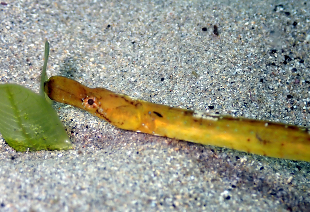 Crested Pipefish from Cronulla NSW 2230, Australia on January 22, 2022 ...