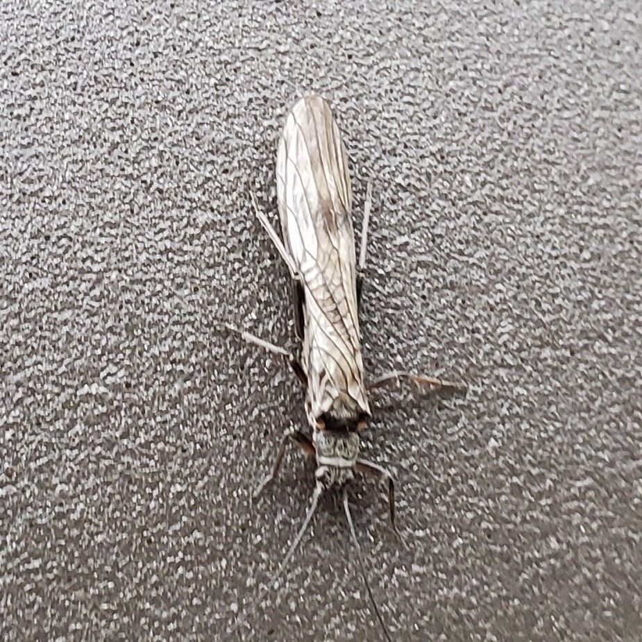 Winter Stoneflies from Center City West, Philadelphia, PA, USA on March ...