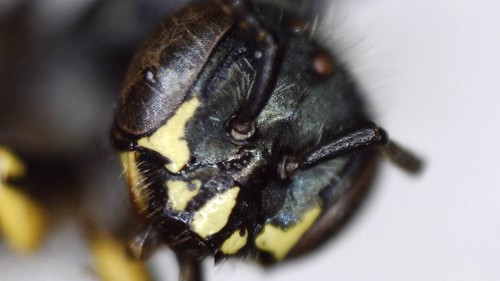 Subspecies Perdita octomaculata octomaculata · iNaturalist