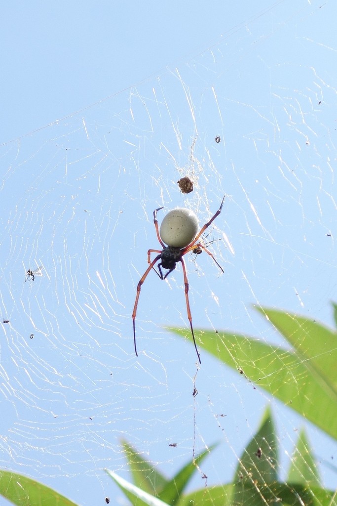 Tiger Spider from Lowanatom, Vanuatu on February 21, 2014 at 10:36 AM ...