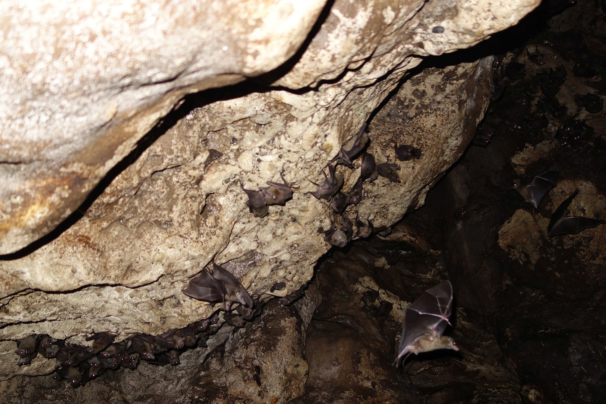 Notopteris macdonaldii Gray, 1859