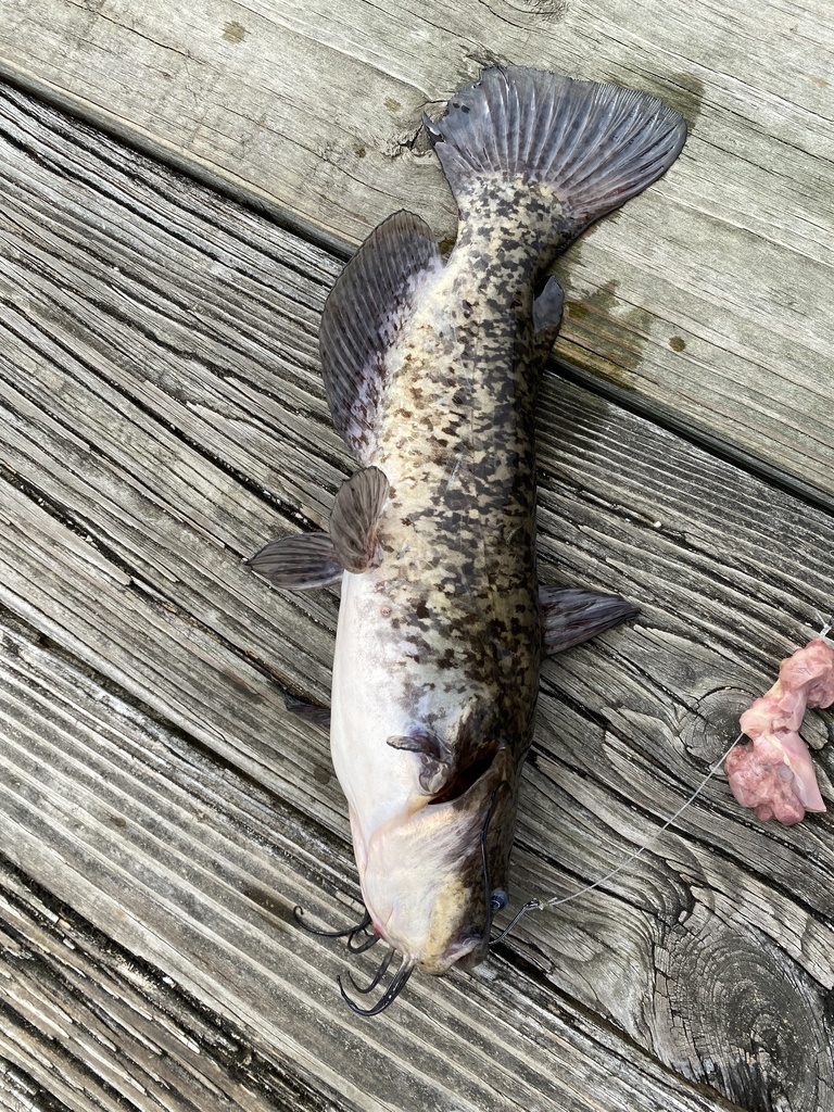Brown Bullhead from Chickasaw, AL, US on February 26, 2022 at 12:23 PM ...