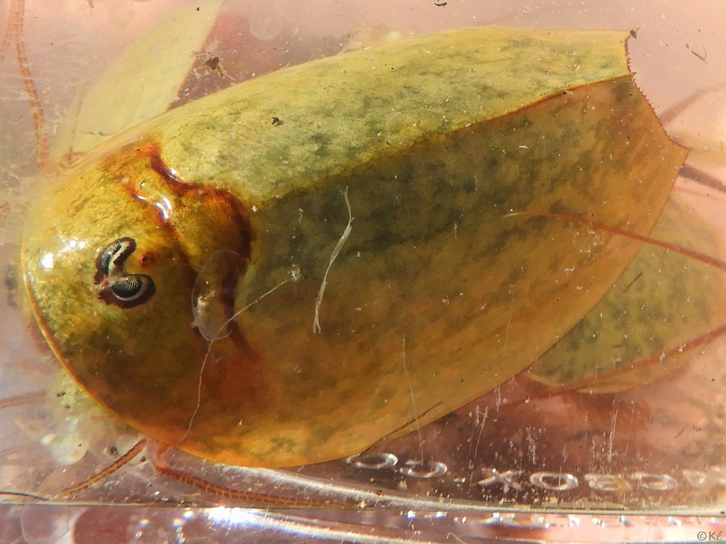 Vernal Pool Tadpole Shrimp in March 2022 by Karlyn H. Lewis. Observed ...