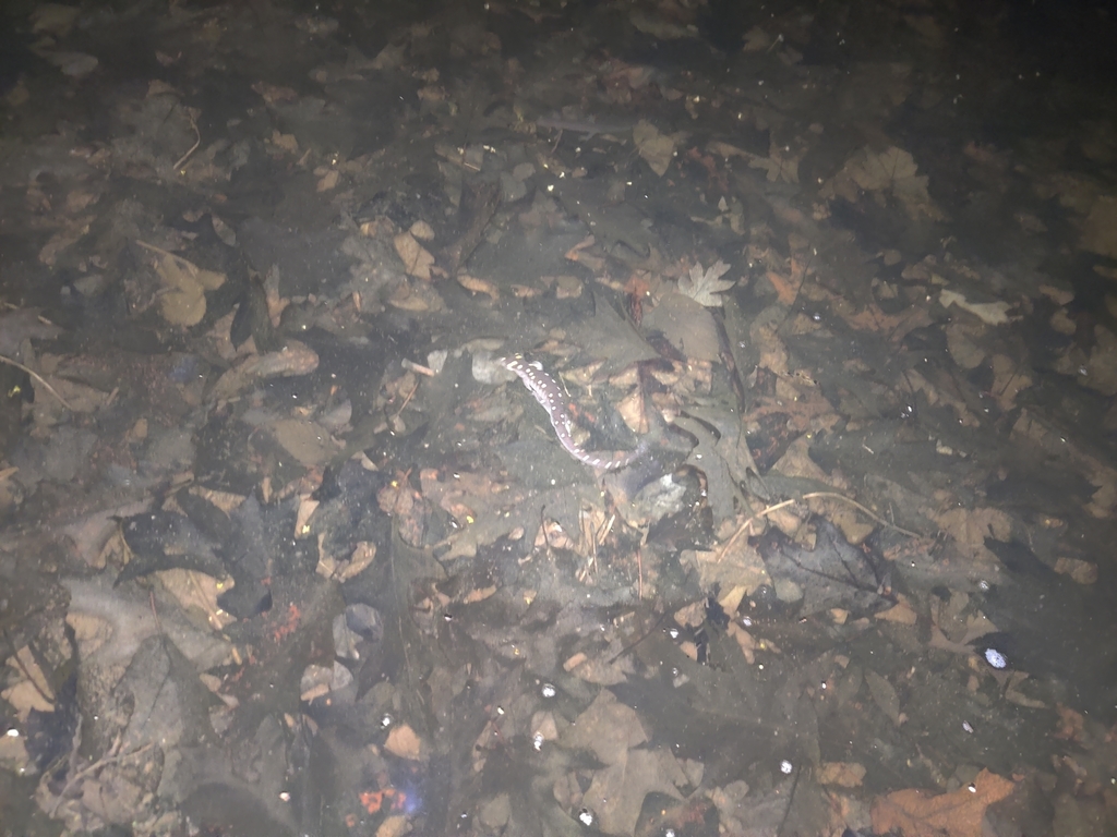 Spotted Salamander from Ithaca, NY, USA on March 23, 2022 at 08:52 PM ...