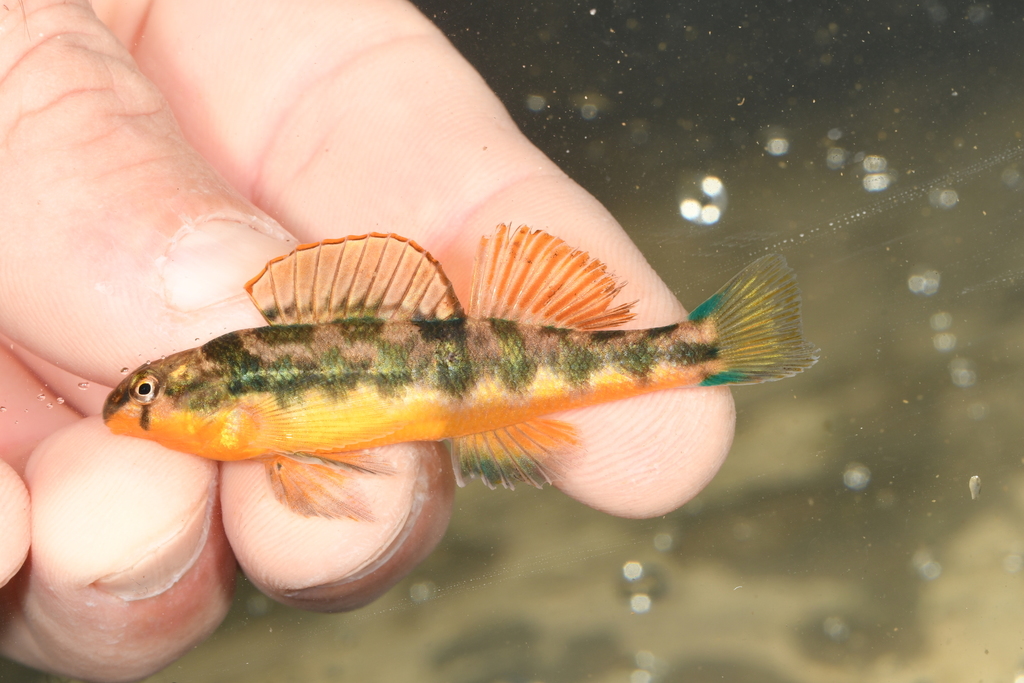 Saffron Darter from Comté de Bedford, Tennessee, États-Unis on March 21 ...