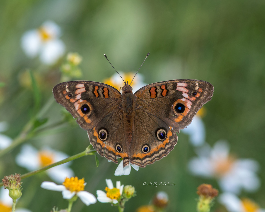 West Indian Mangrove Buckeye from Wabasso, FL, USA on December 6, 2020 ...