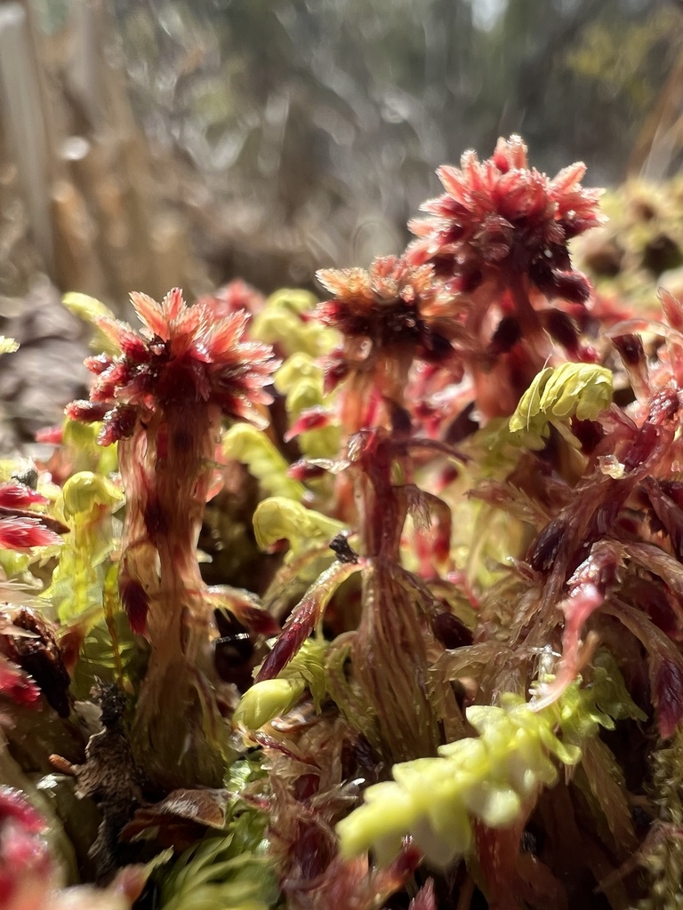 Sphagnum Moss Family (Sphagnaceae) - Botanical Realm