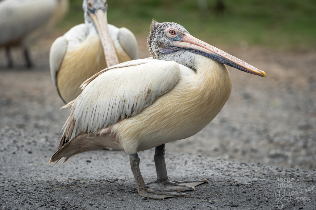 Spot-billed Pelican in January 2019 by Sam Hambly · iNaturalist