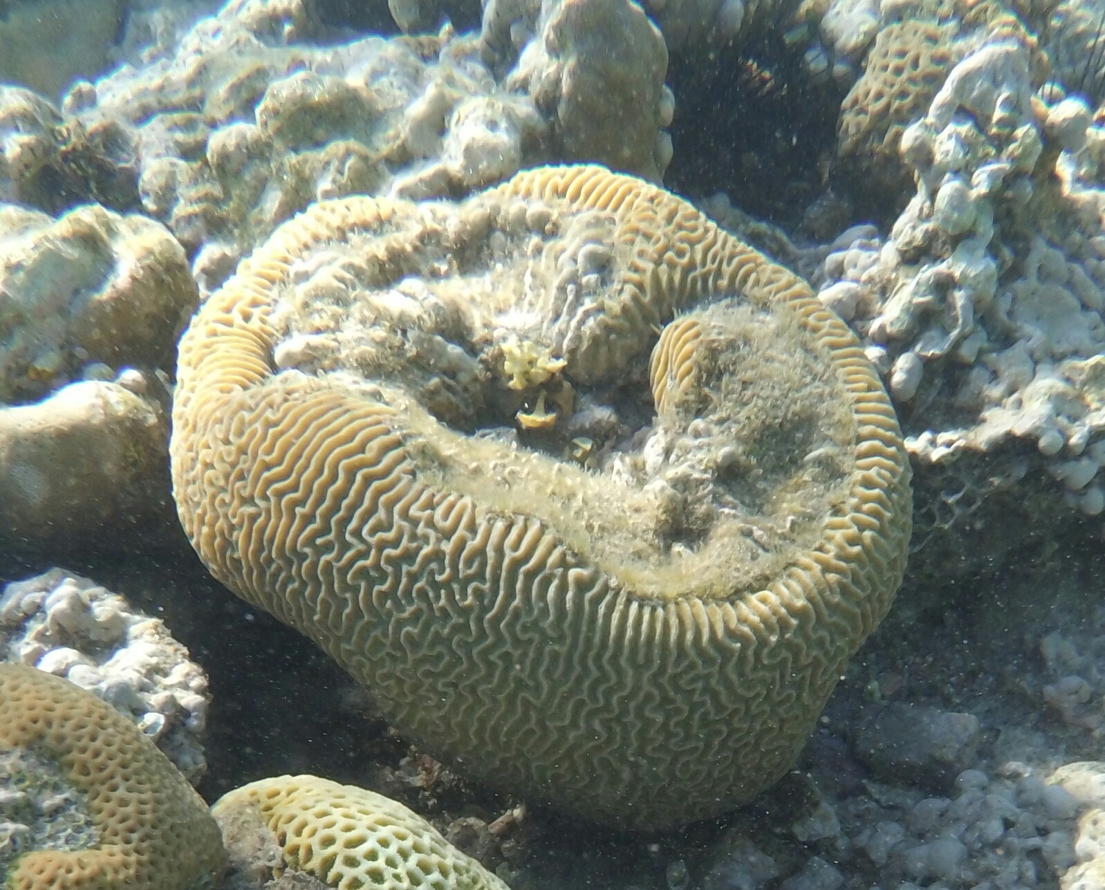 Platygyra daedalea (Ellis & Solander, 1786)