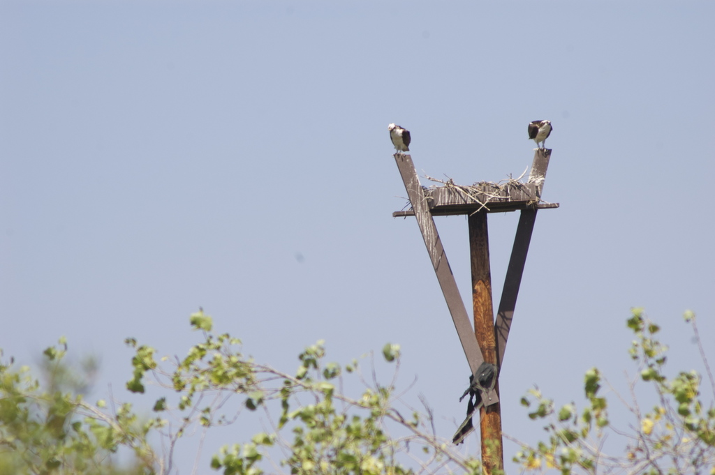 Osprey from San Joaquin Marsh, Irvine, CA 92612, USA on May 19, 2014 at ...